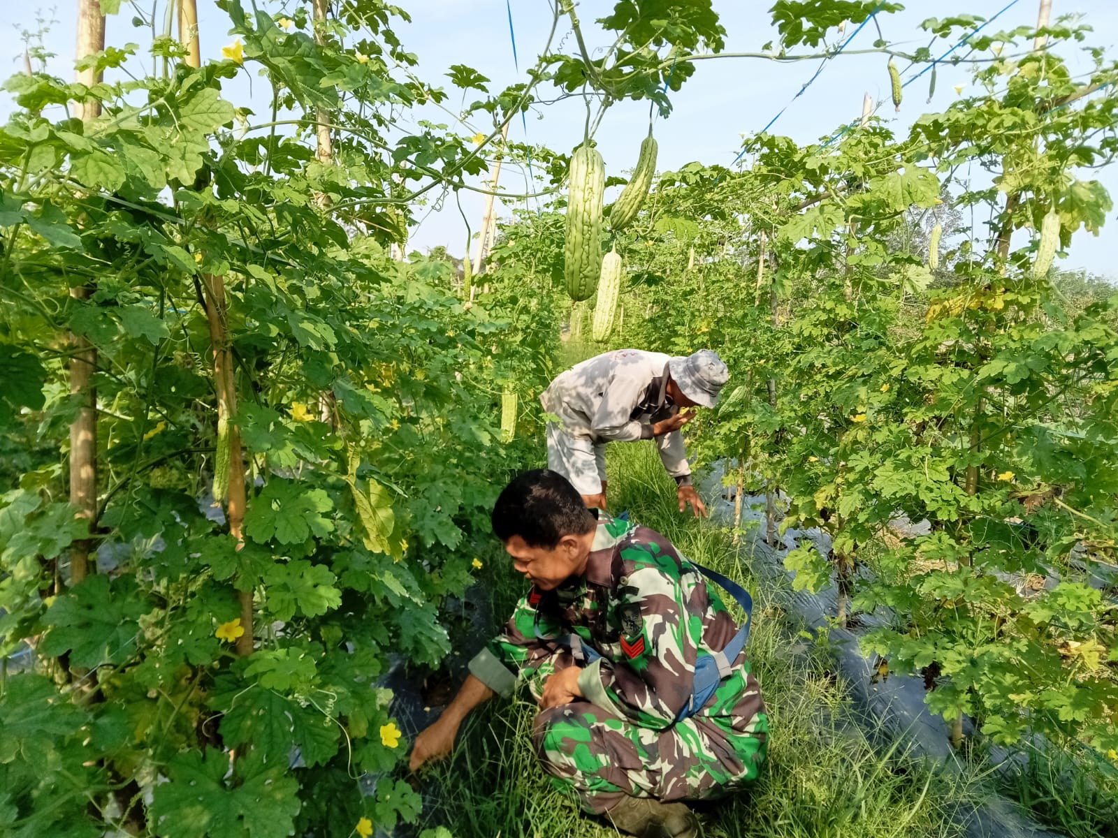 Kopka Mukhlis Dampingi Petani Tingkatkan Produktivitas Pertanian di ...