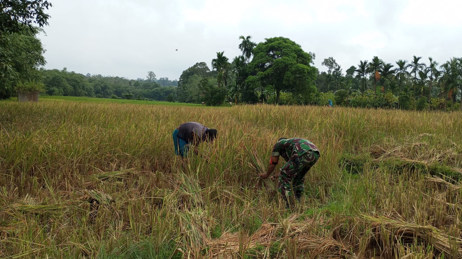 Babinsa Koramil Rantau Pandan Bantu Petani Panen Padi di Desa Buat ...
